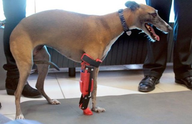 Hace prótesis en 3D para perros y las regala - Diario Río Negro