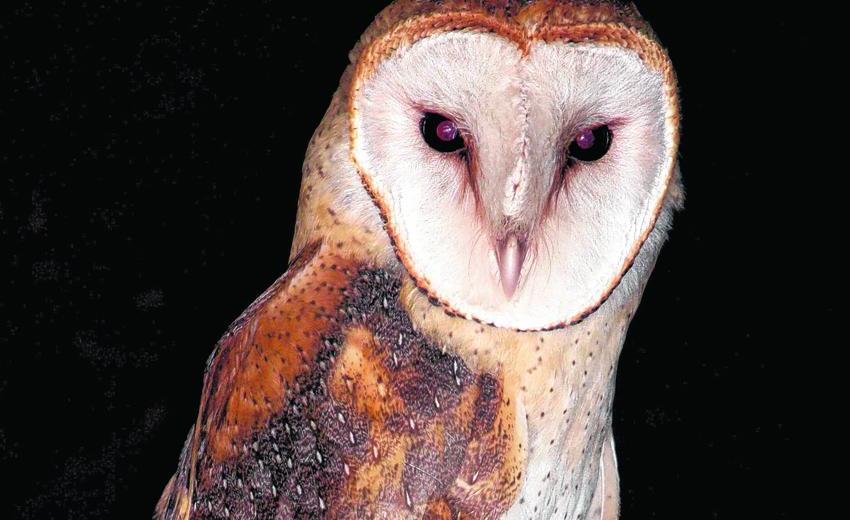 Lechuza de campanario