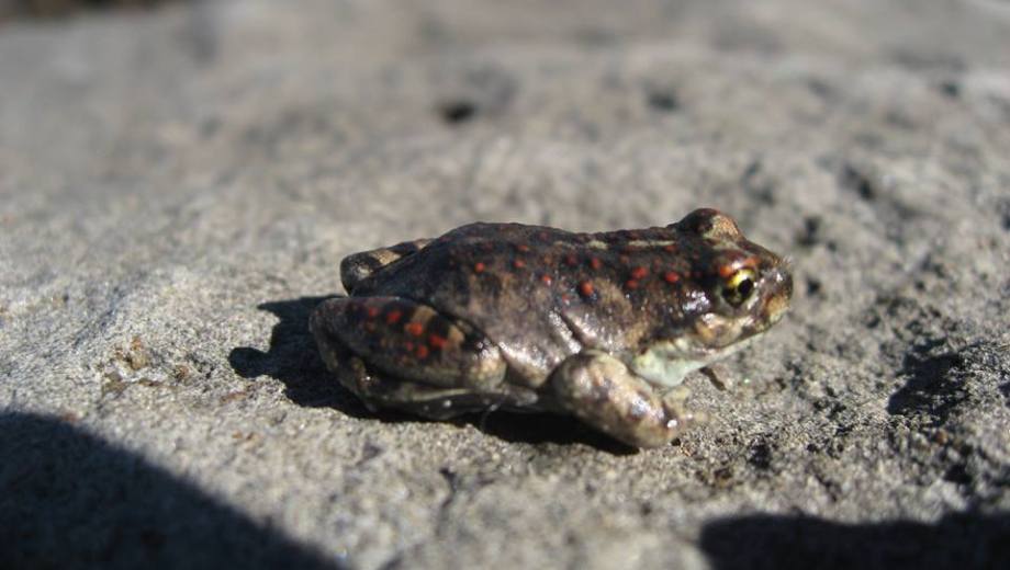 Conocé a las dos ranitas “nacidas y criadas” en Neuquén